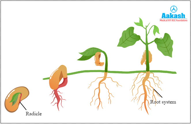 Root: Definition, Explanation, Characteristic features & Types | AESL